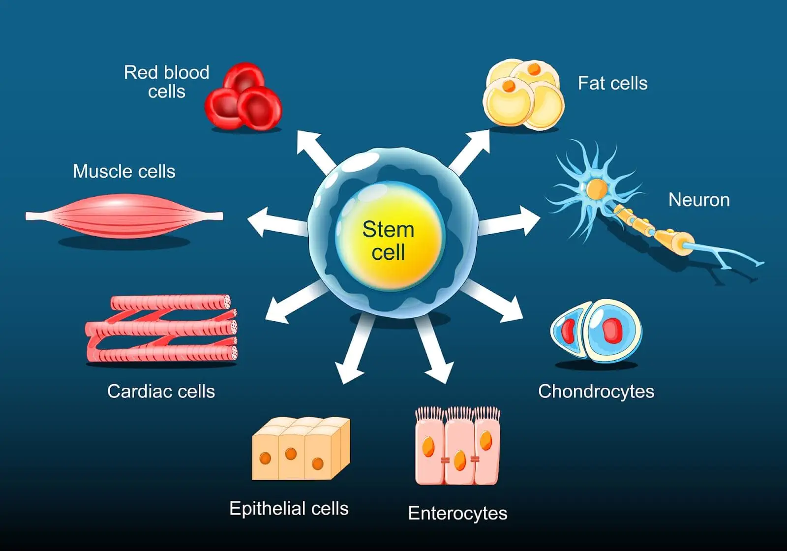 Stem Cell: Harapan Baru Dunia Medis dalam Menyembuhkan Penyakit Kronis ...